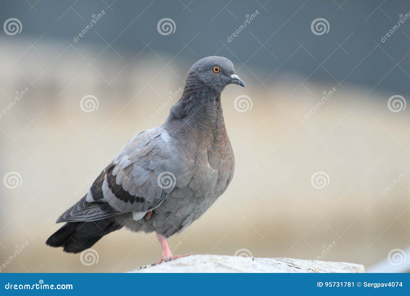 Colomba immagine stock. Immagine di argine, grigio, piccione - 95731781