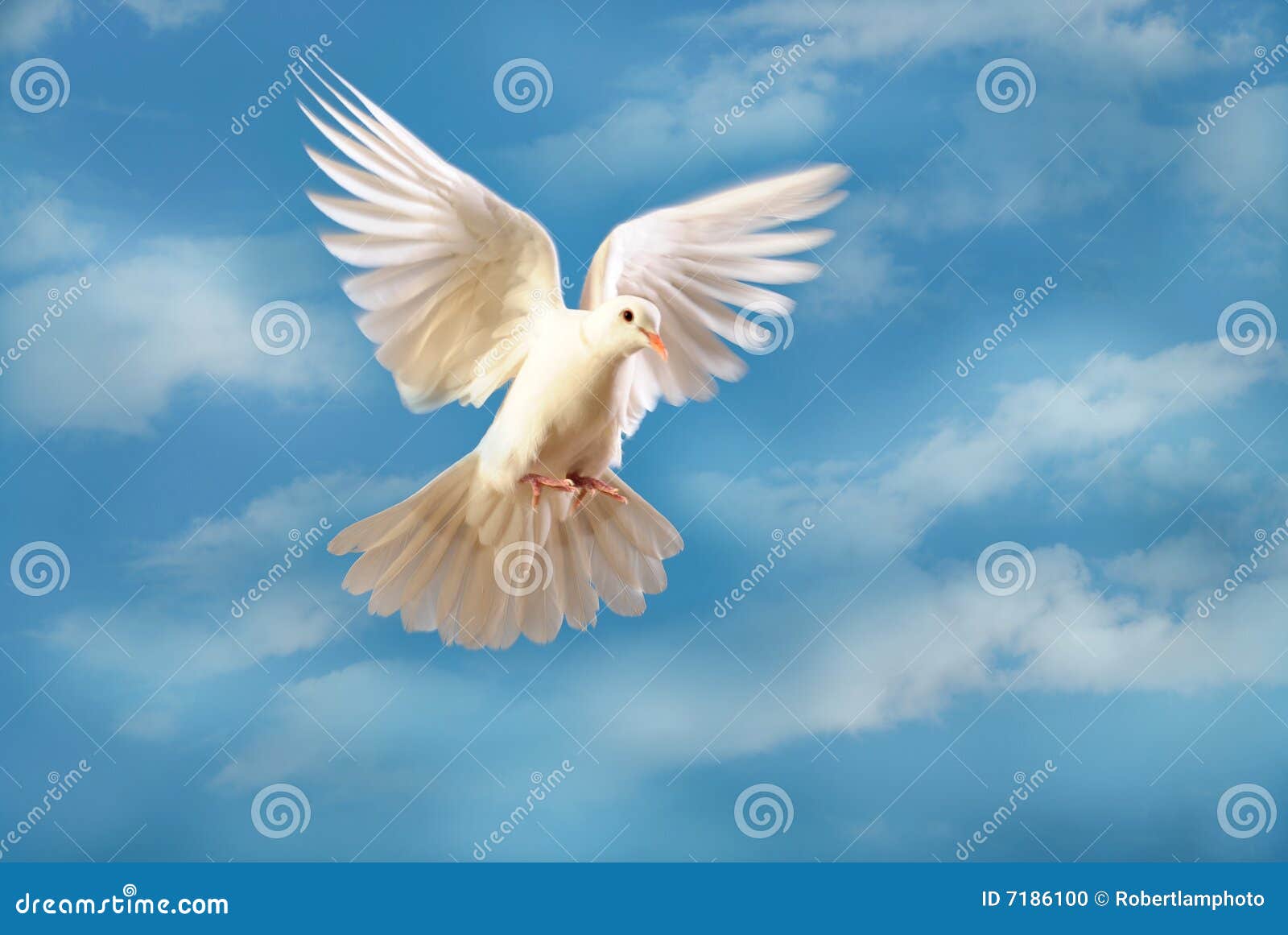 Colomba Bianca Volante Isolata Sull'azzurro Fotografia Stock - Immagine ...