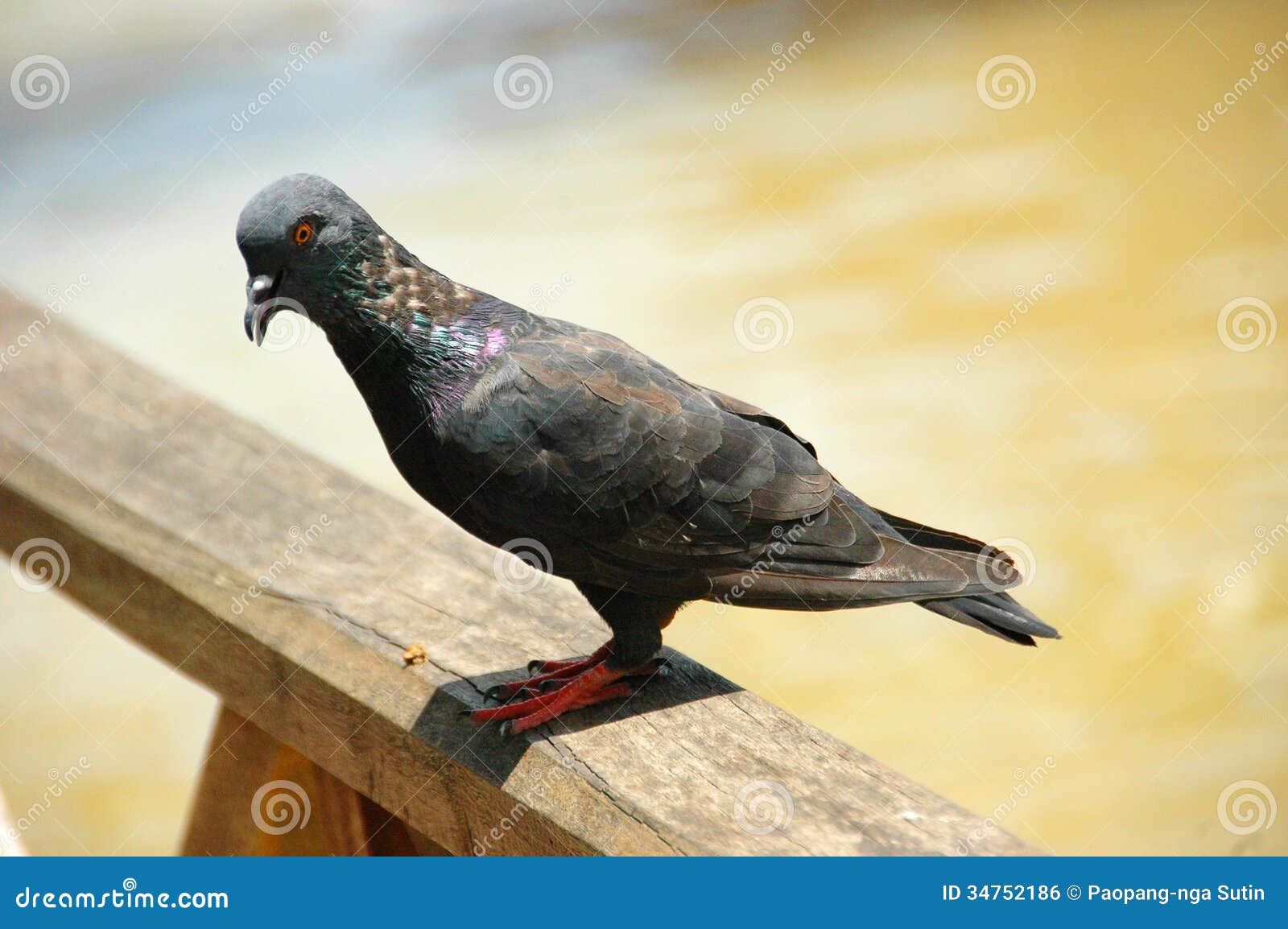 Colomba del nero fotografia stock. Immagine di animale - 34752186