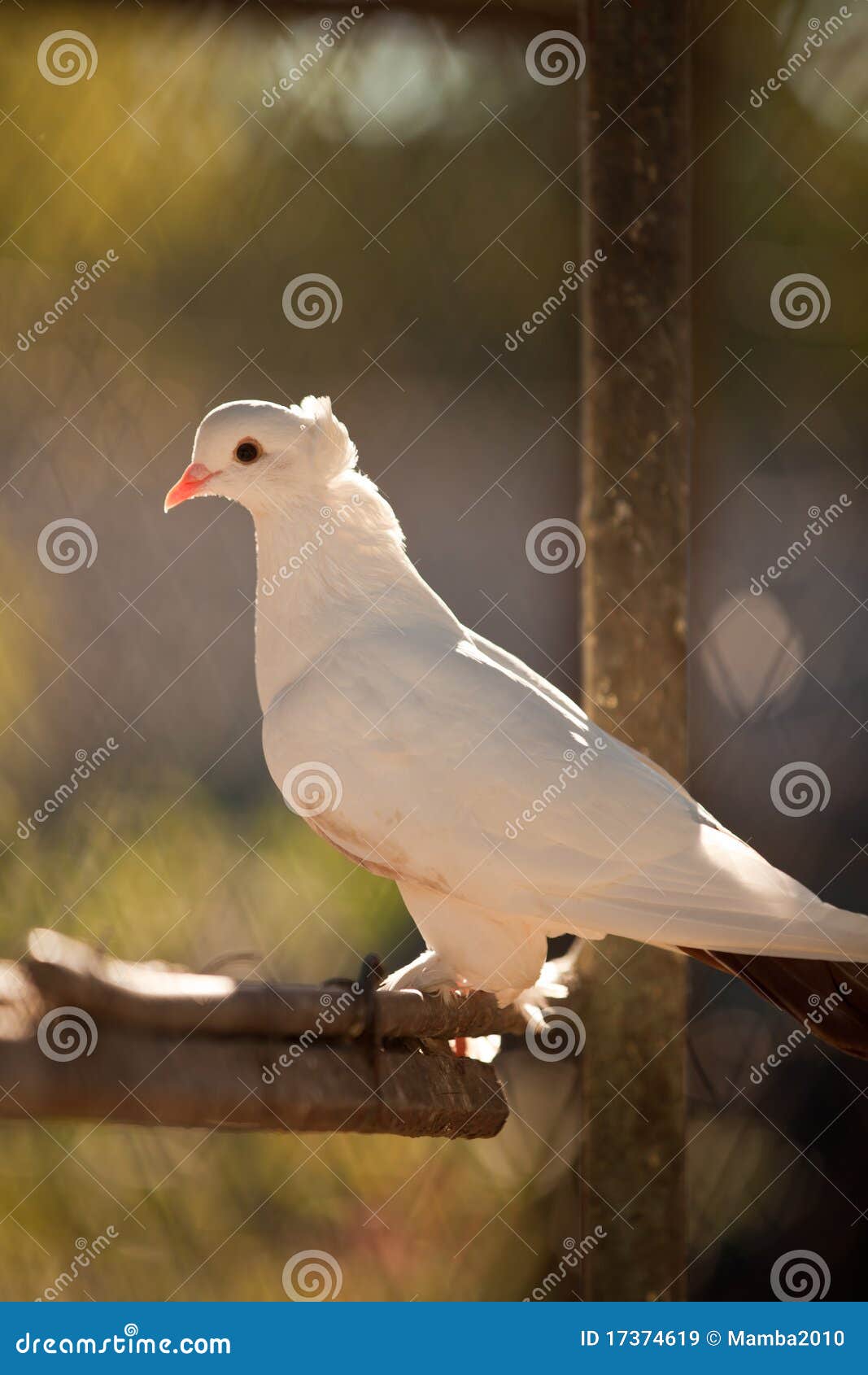 Colomba di bianco immagine stock. Immagine di nave, tolleranza - 17374619