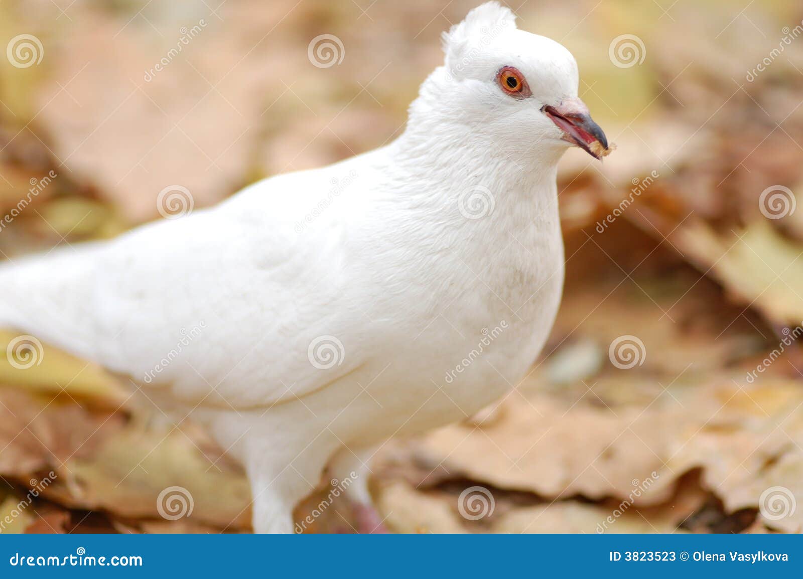Colomba di bianco immagine stock. Immagine di piccione - 3823523