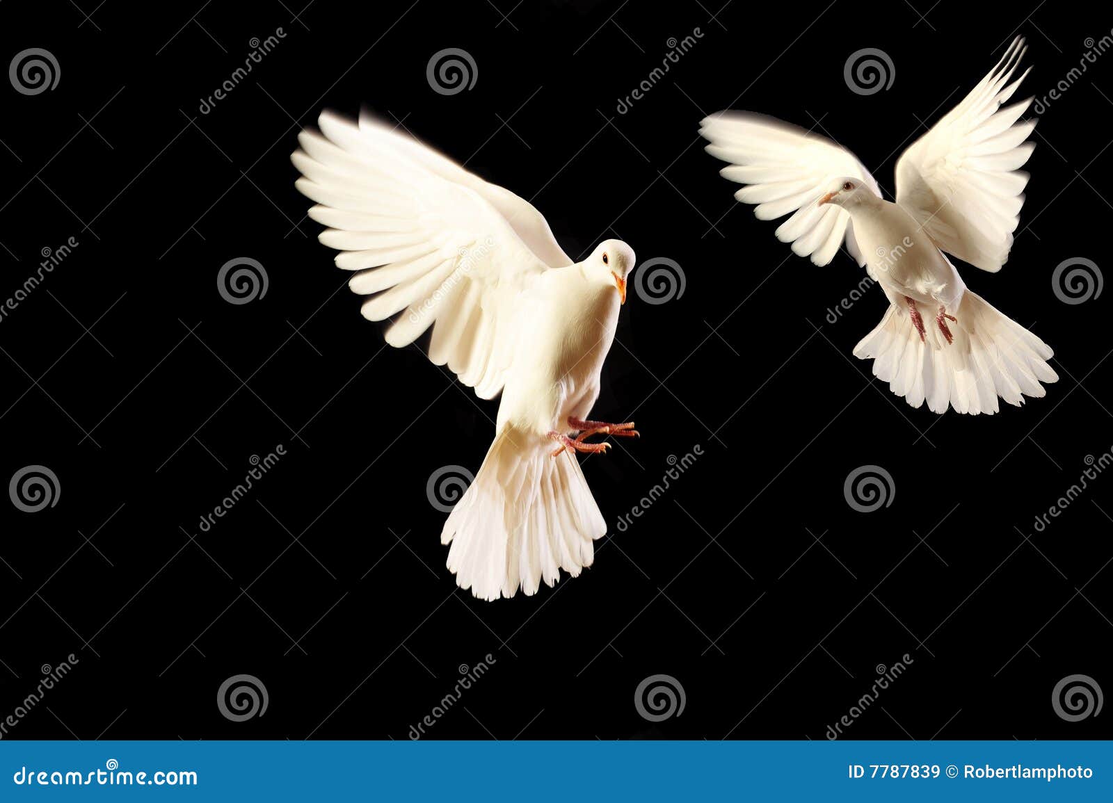 Colomba di bianco immagine stock. Immagine di nozze, promettente - 7787839