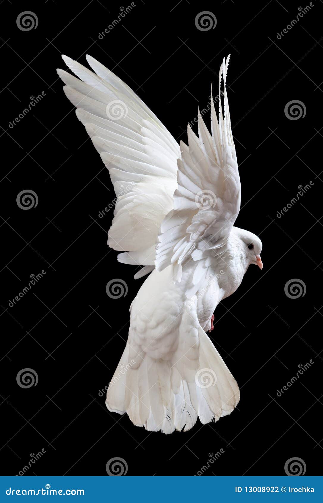 Colomba durante il volo fotografia stock. Immagine di piuma - 13008922