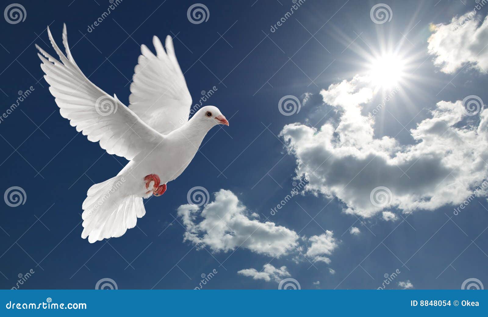 Colomba nel cielo fotografia stock. Immagine di colomba - 8848054