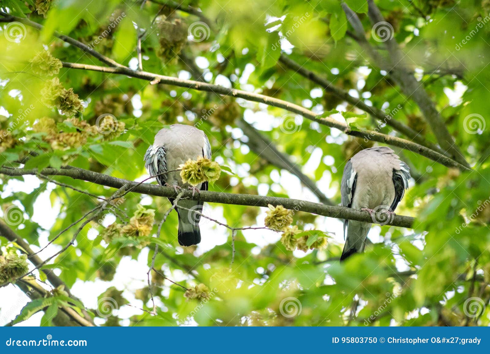Colombacci Timidi in Teste Nascondentesi Dell'albero Fotografia Stock ...