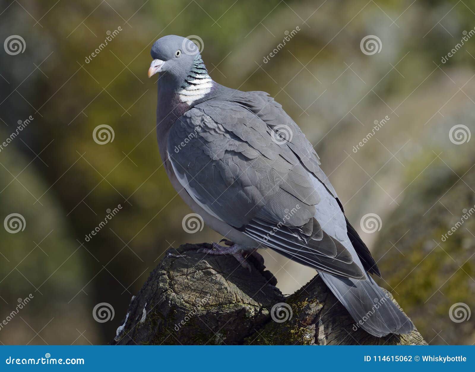 Colombaccio fotografia stock. Immagine di legno, bosco - 114615062