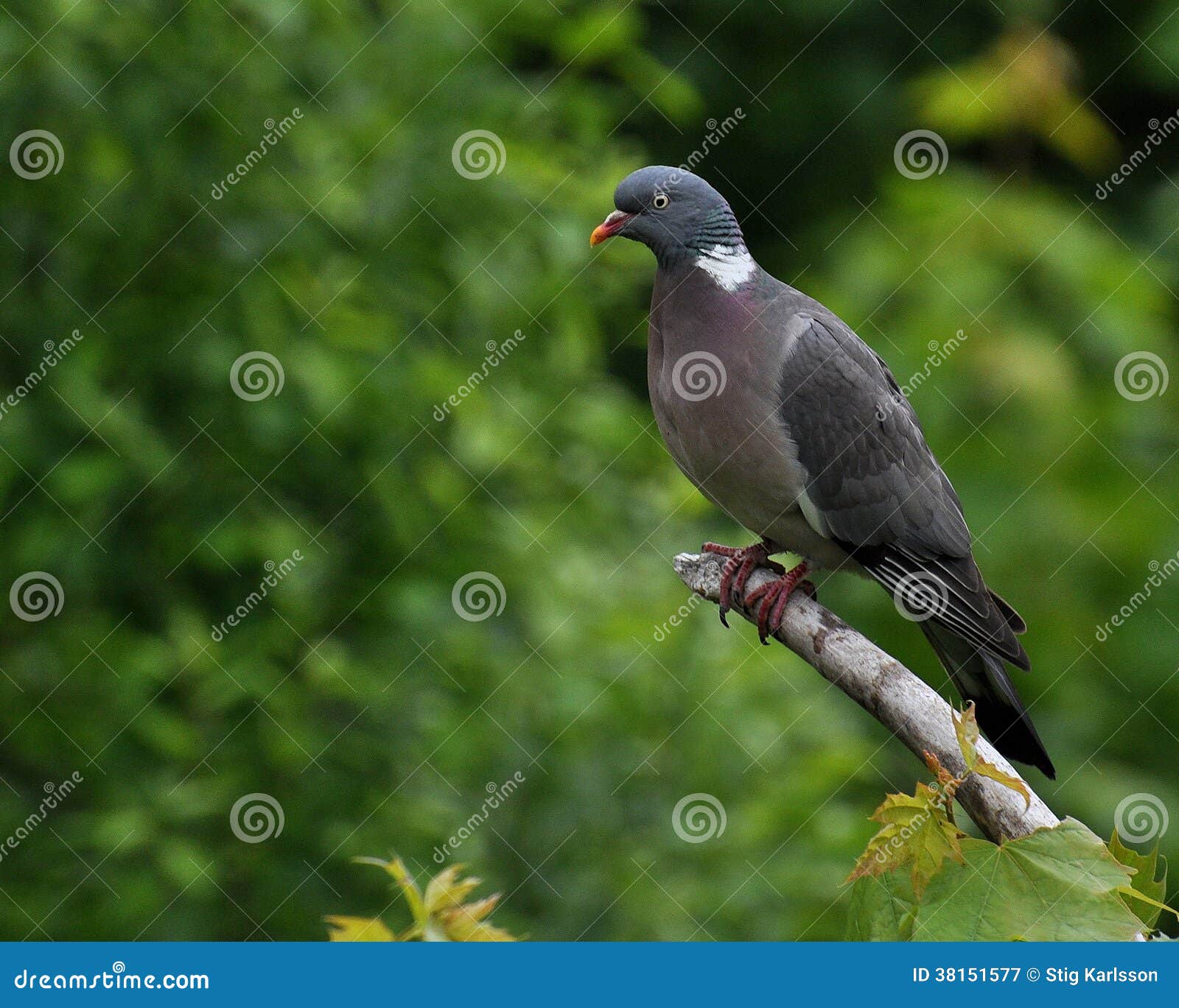 Colombaccio immagine stock. Immagine di nave, piccione - 38151577