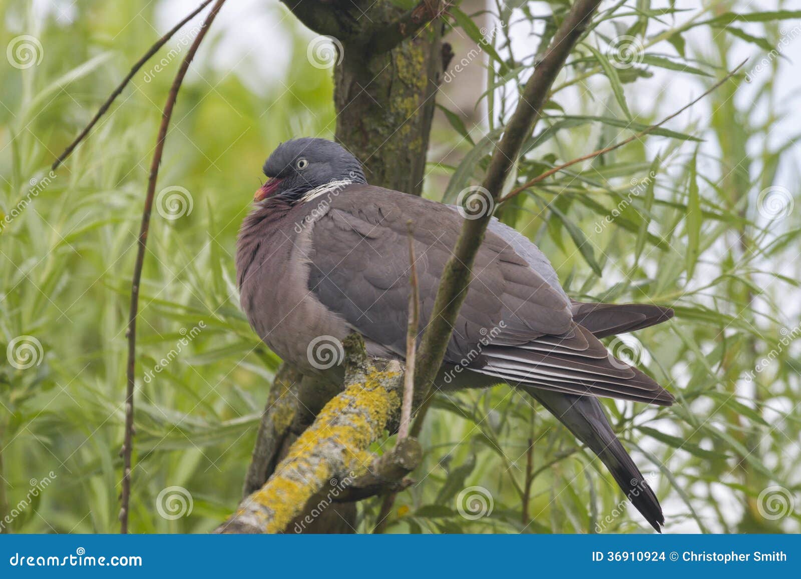 Colombaccio (palumbu Di Columba) Fotografia Stock - Immagine di uccello ...