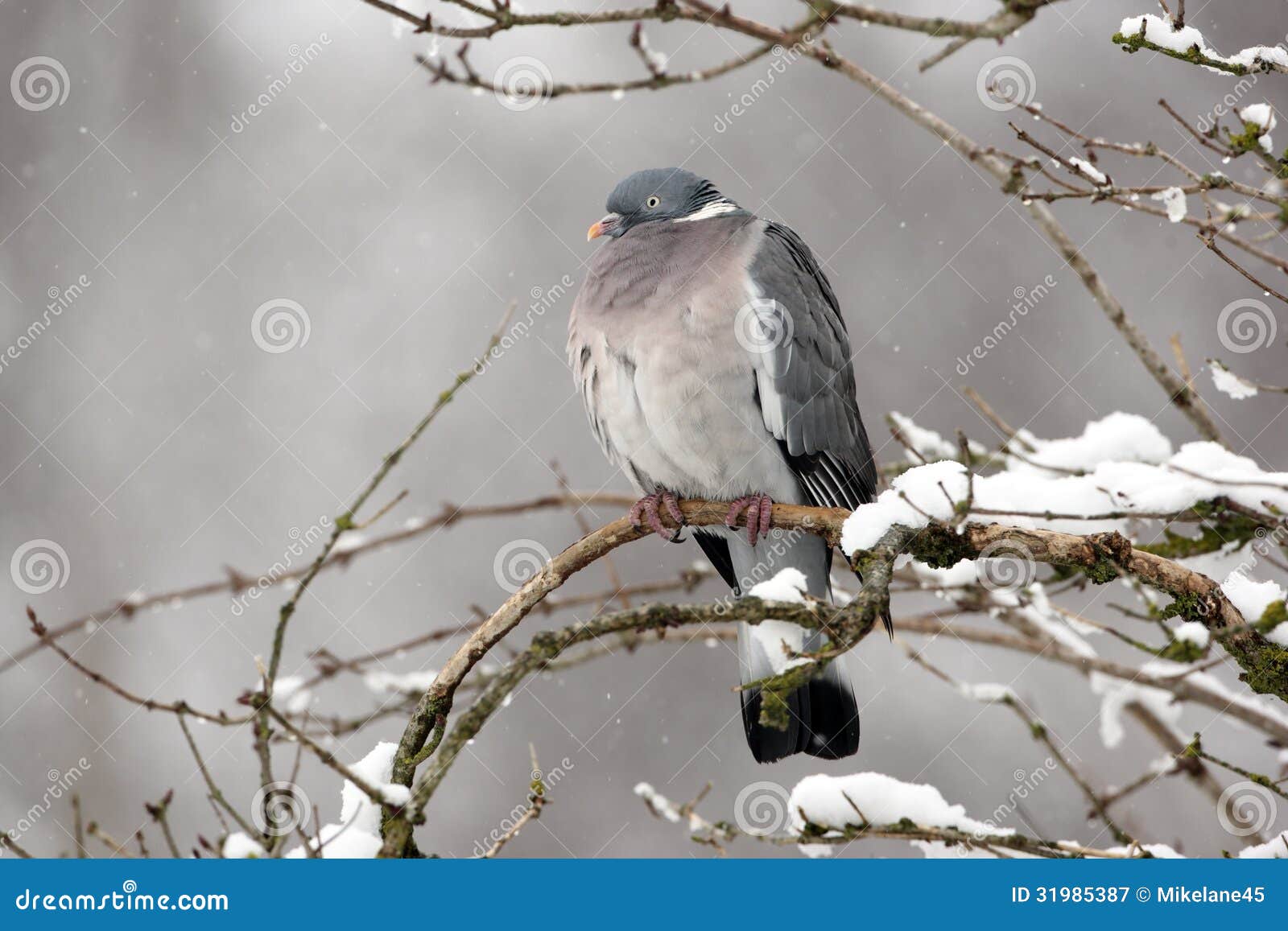 Colombaccio, Palumbus Di Columba Immagine Stock - Immagine di natura ...