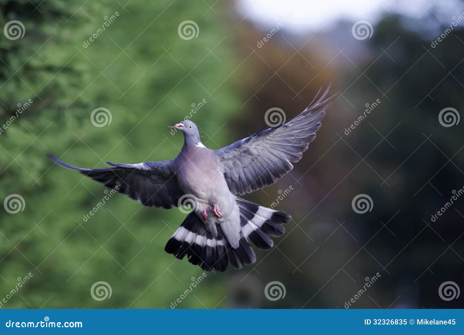 Colombaccio, Palumbus Di Columba Immagine Stock - Immagine di piccione ...