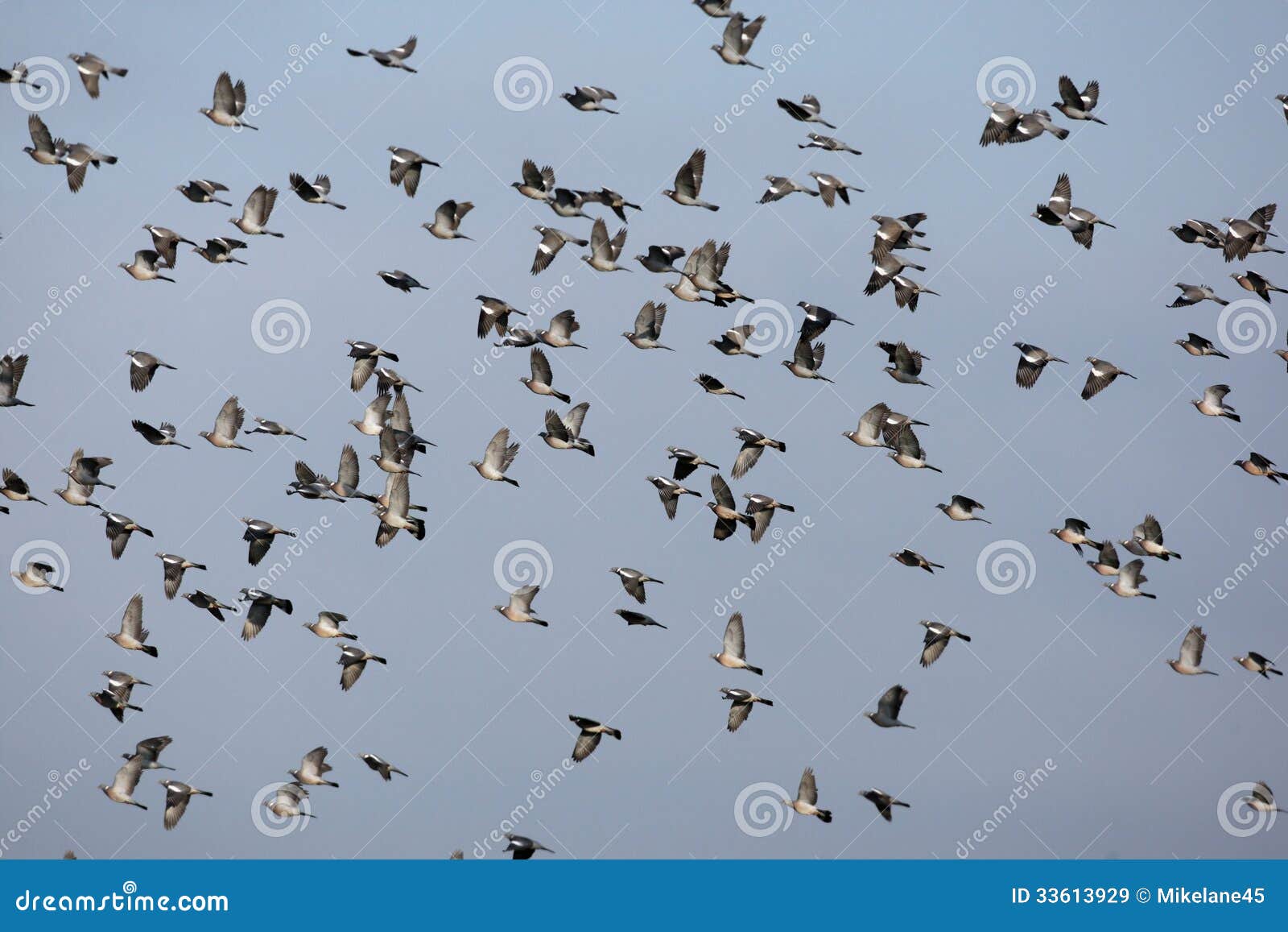 Colombaccio, Palumbus Di Columba Immagine Stock - Immagine di ...