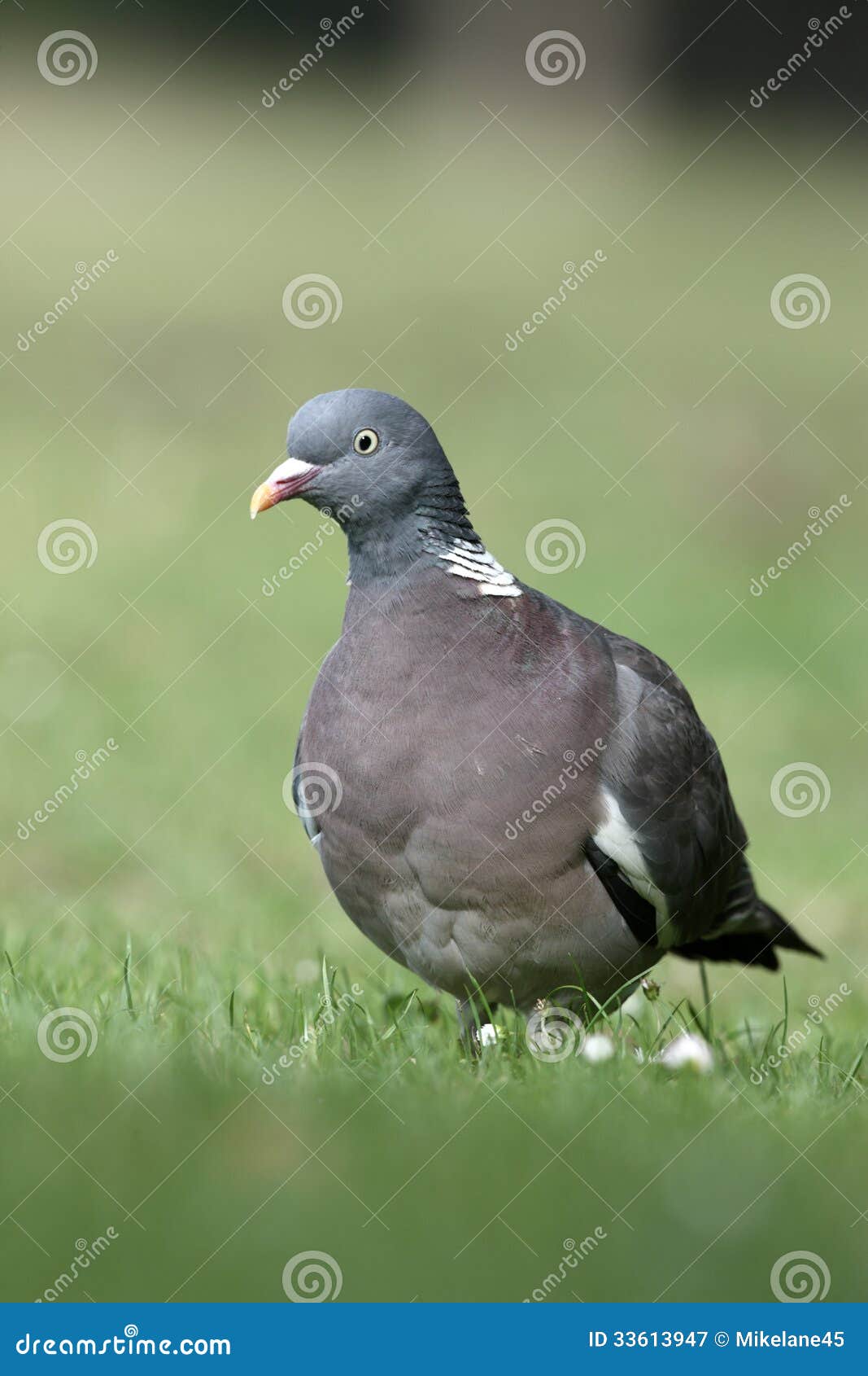 Colombaccio, Palumbus Di Columba Immagine Stock - Immagine di uccelli ...
