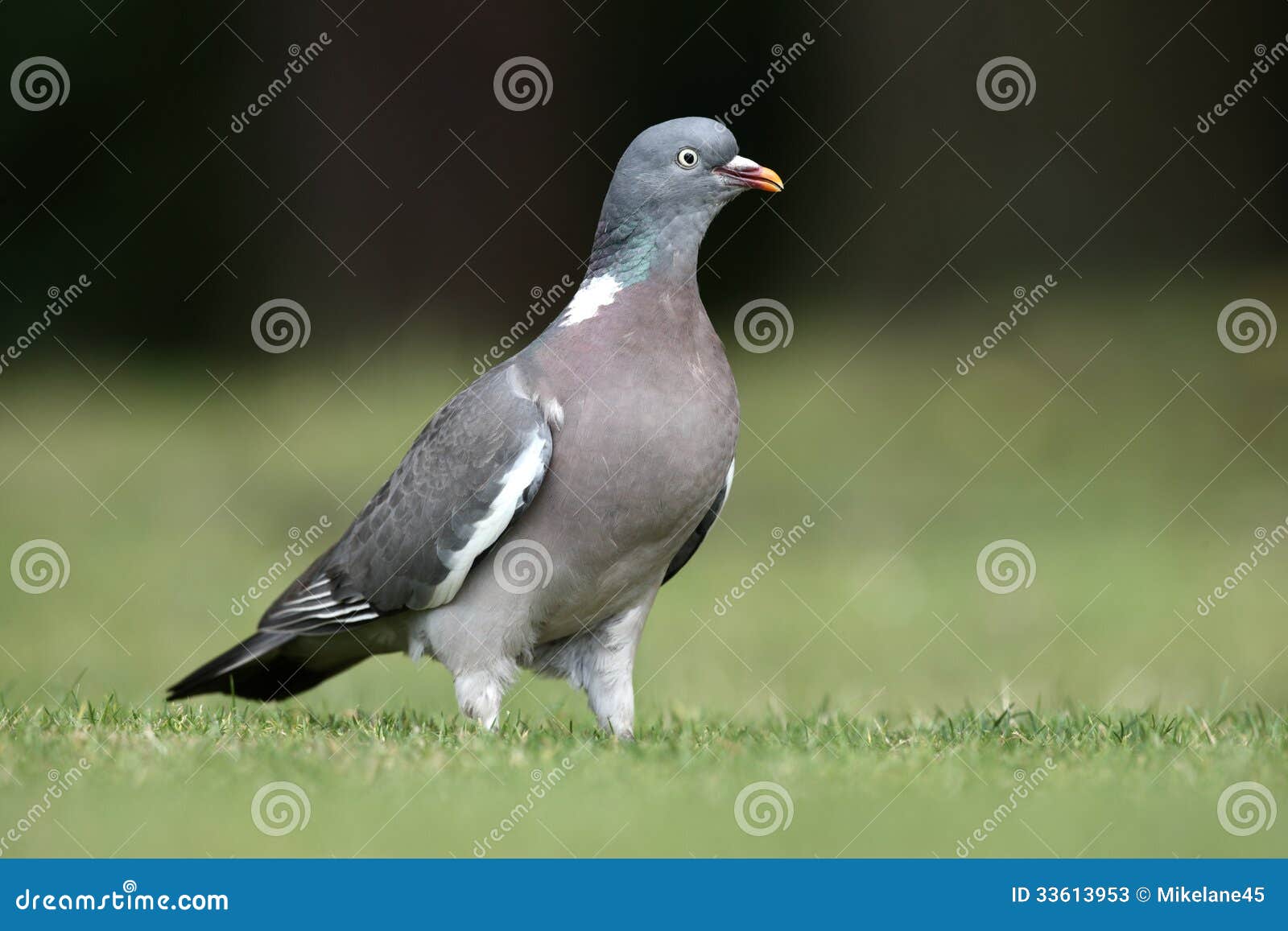 Colombaccio, Palumbus Di Columba Immagine Stock - Immagine di uccelli ...