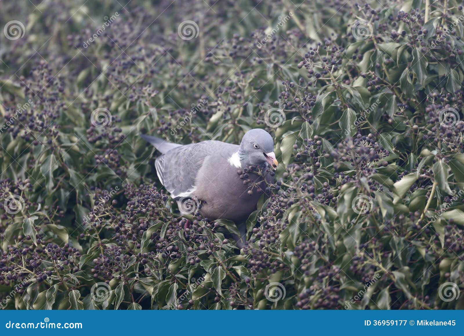 Colombaccio, Palumbus Di Columba Immagine Stock - Immagine di giardino ...