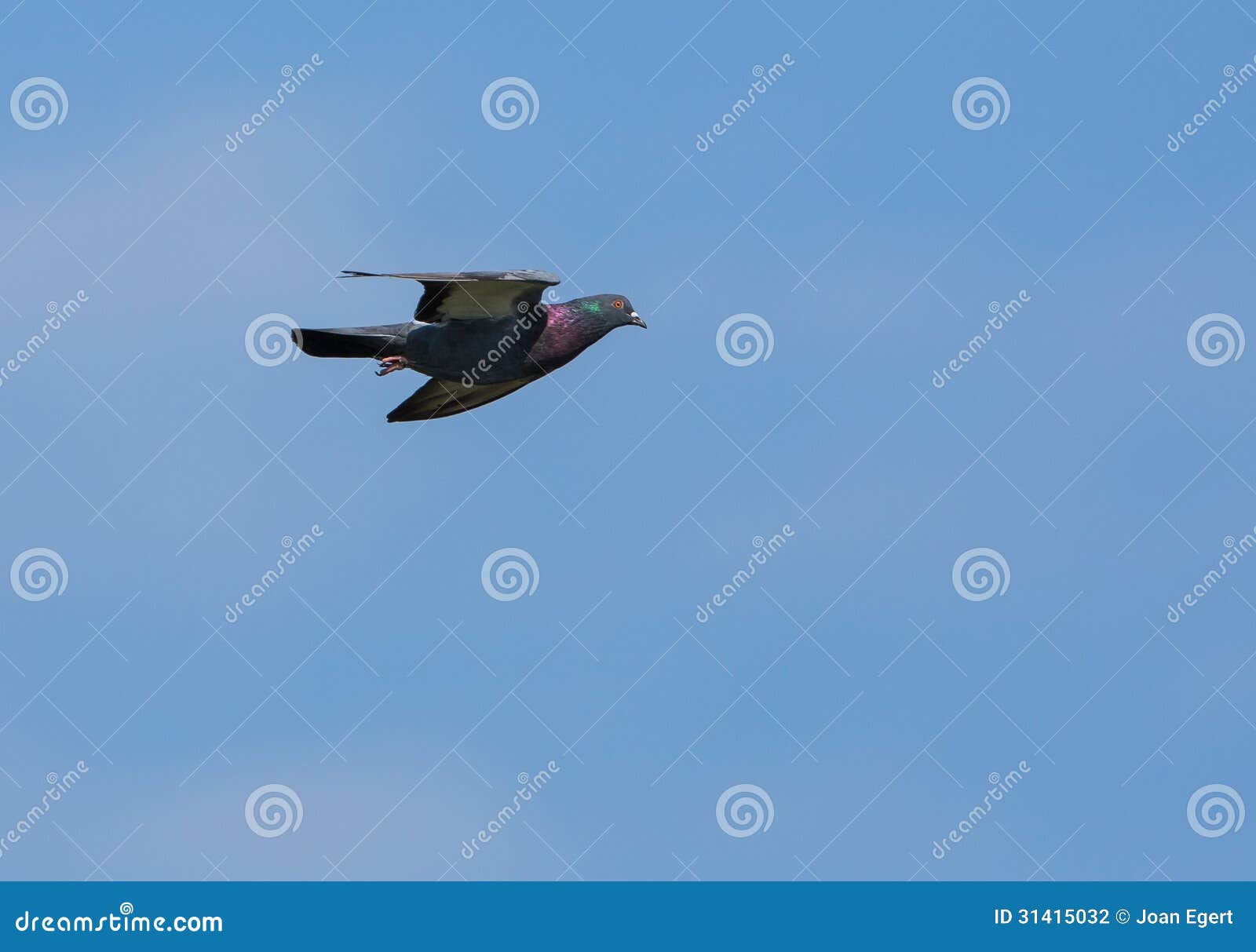 Colombaccio in volo fotografia stock. Immagine di essendo - 31415032