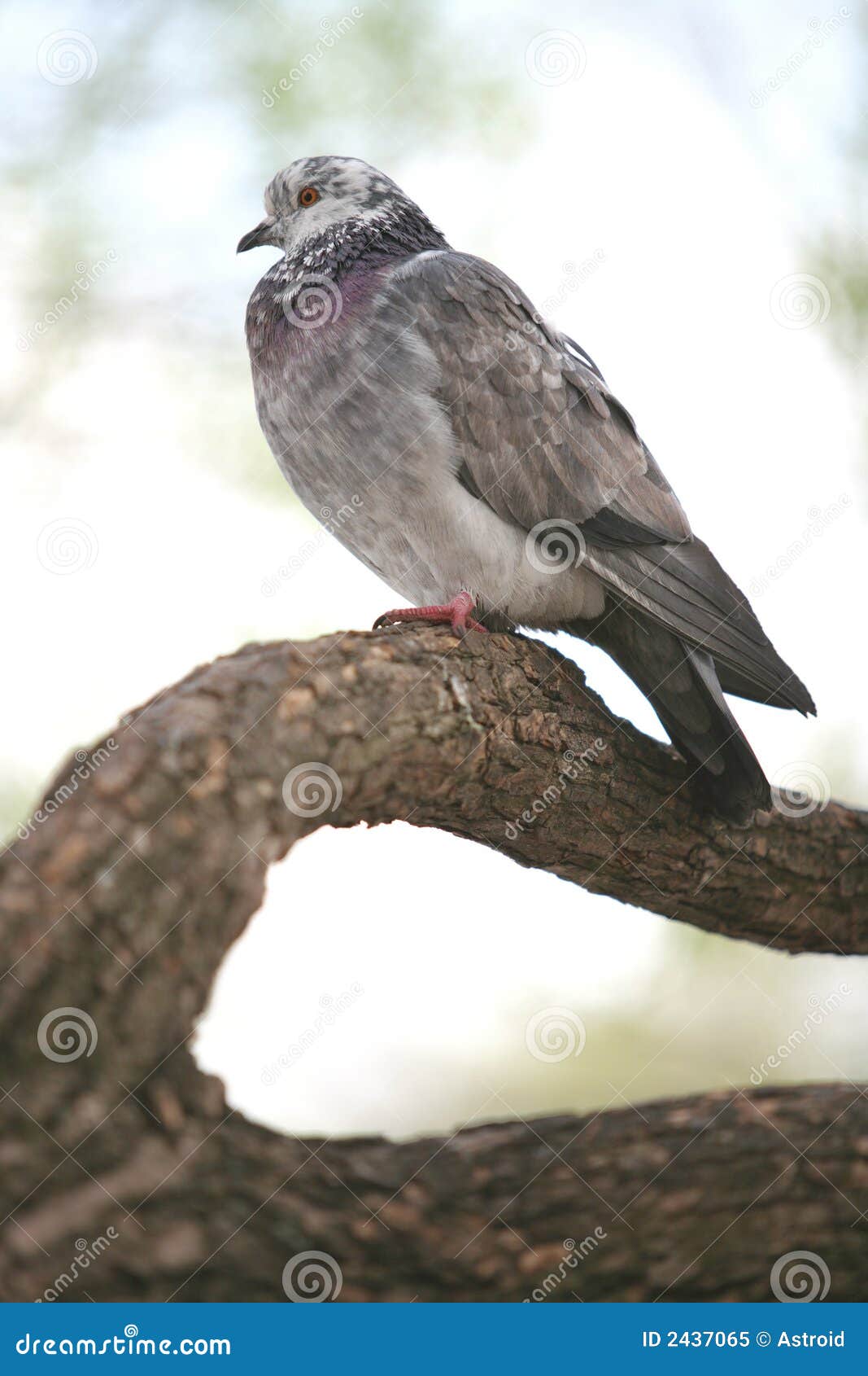 Colombe d'habit bariolé image stock. Image du texture - 2437065