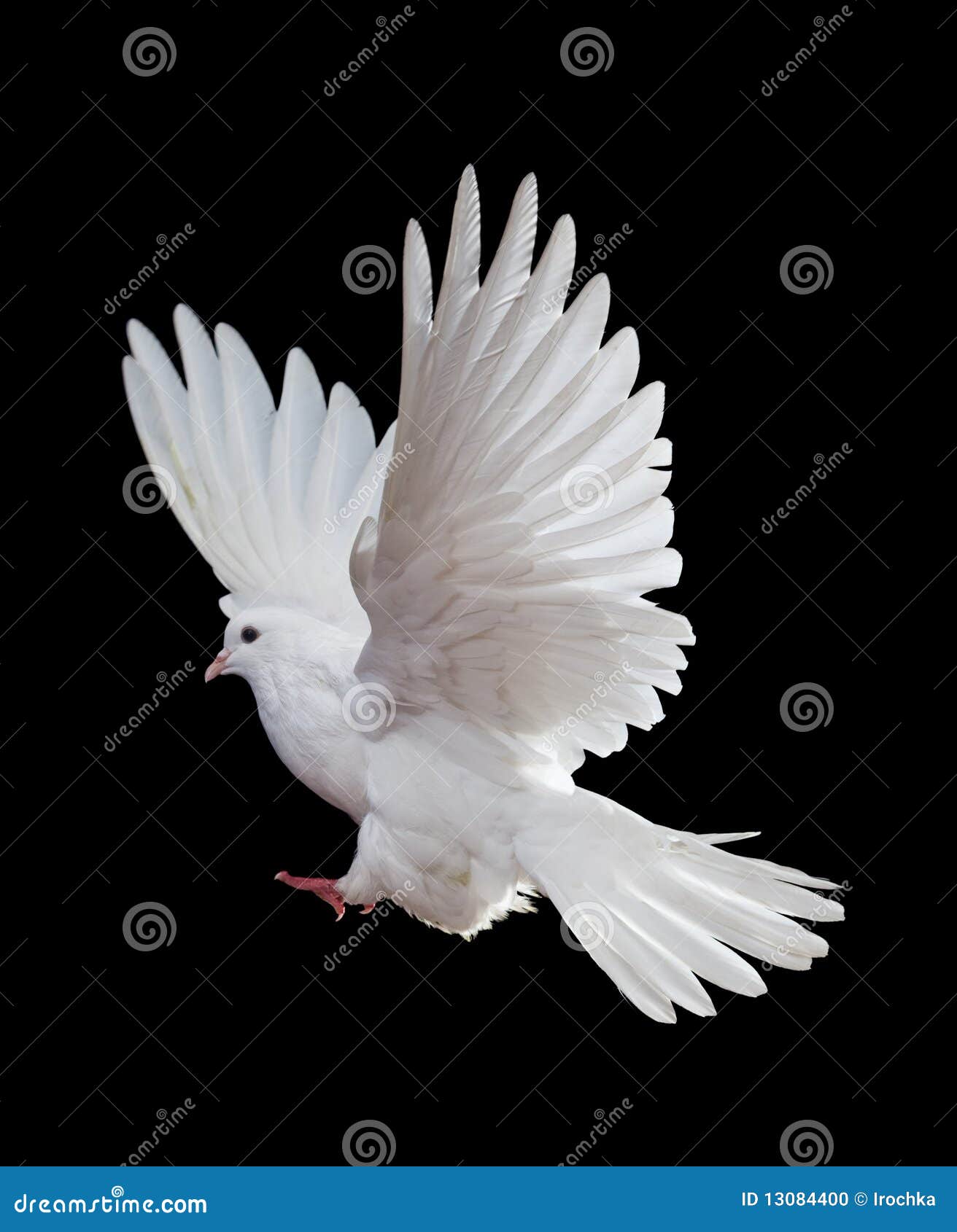 Colombe de blanc photo stock. Image du oiseau, paix, noir - 13084400