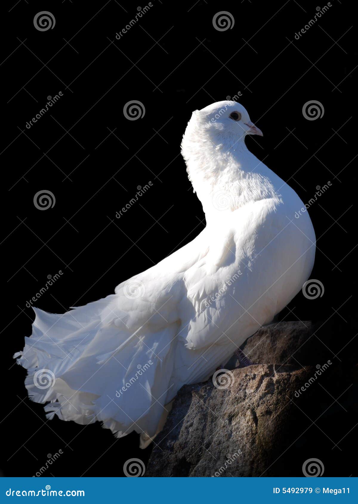 Colombe de blanc image stock. Image du amour, espoir, messager - 5492979