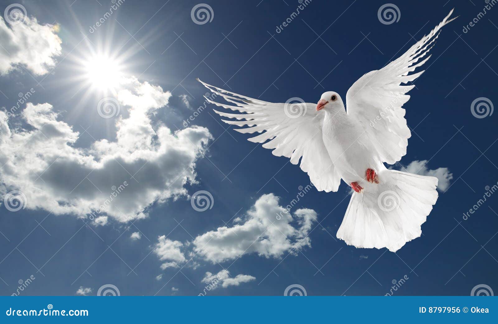 Colombe de blanc photo stock. Image du pigeon, colombe - 8797956