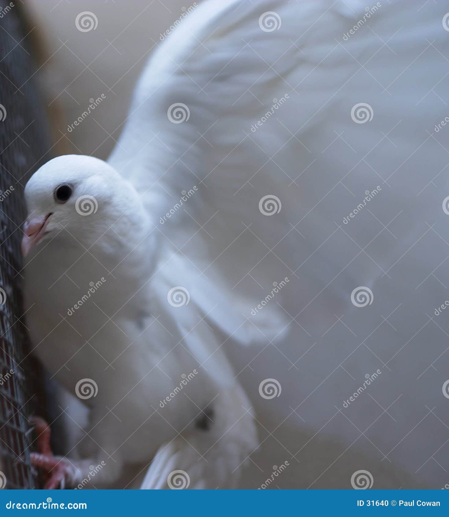 Colombe de blanc - paix photo stock. Image du paix, aileron - 31640