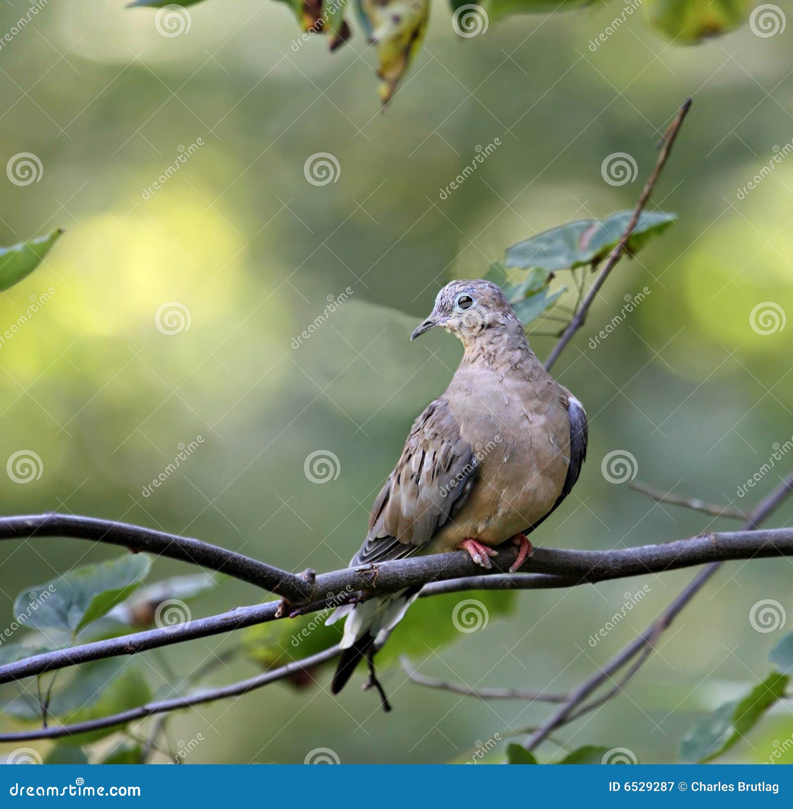 Colombe de deuil image stock. Image du oiseau, perche - 6529287