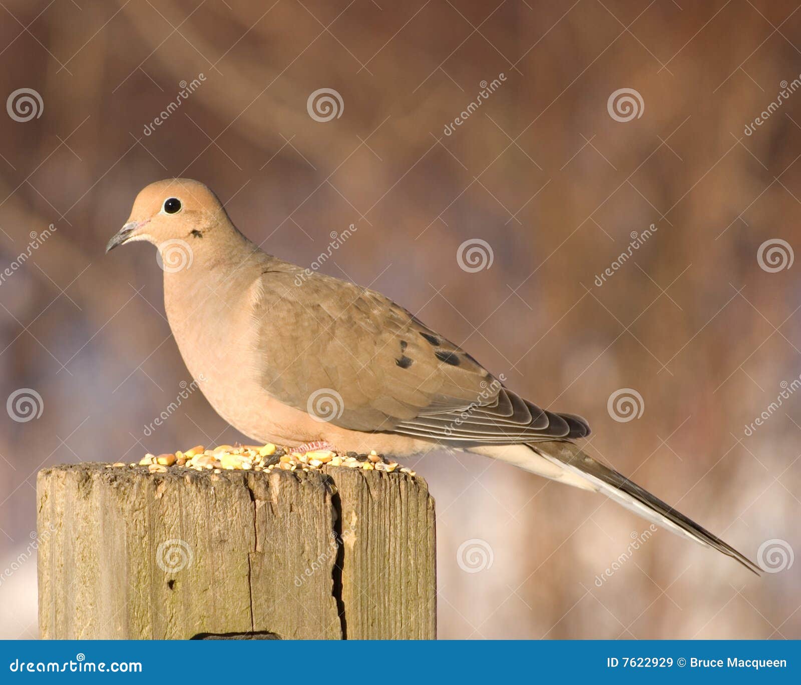 Colombe de deuil image stock. Image du perché, birdwatching - 7622929