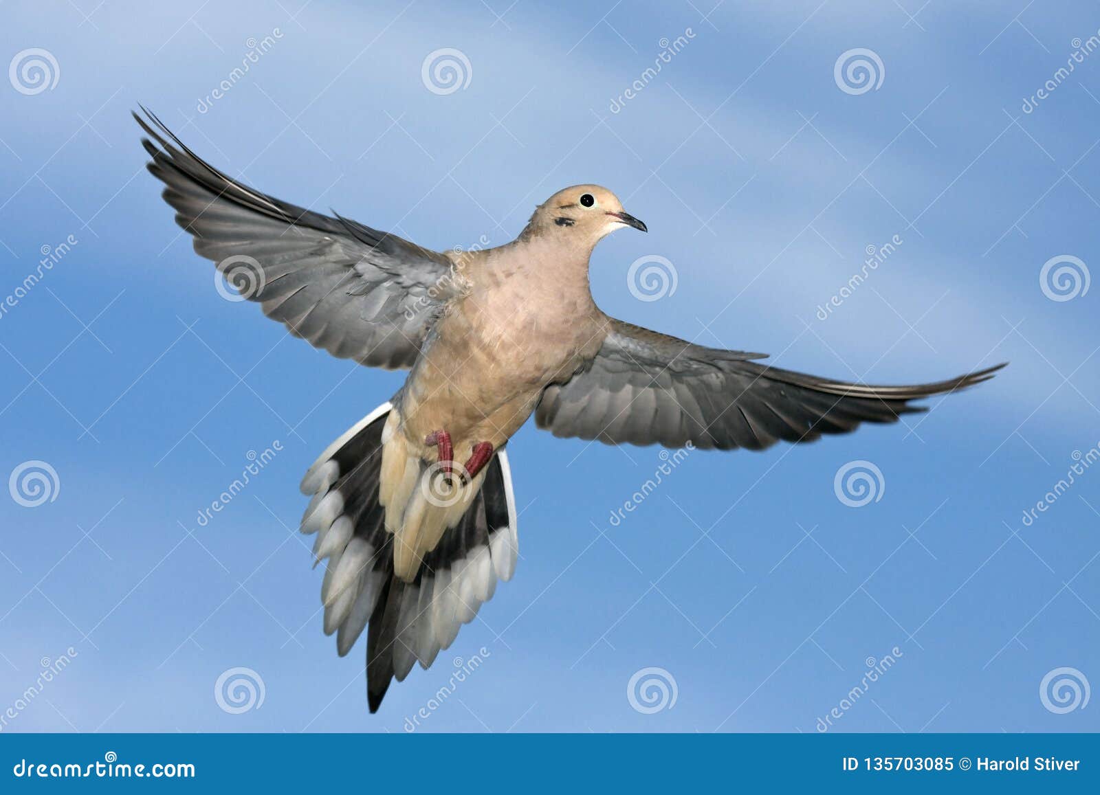 Colombe De Deuil, Macroura De Zenaida, Diffusion D'ailes De Vol Image ...
