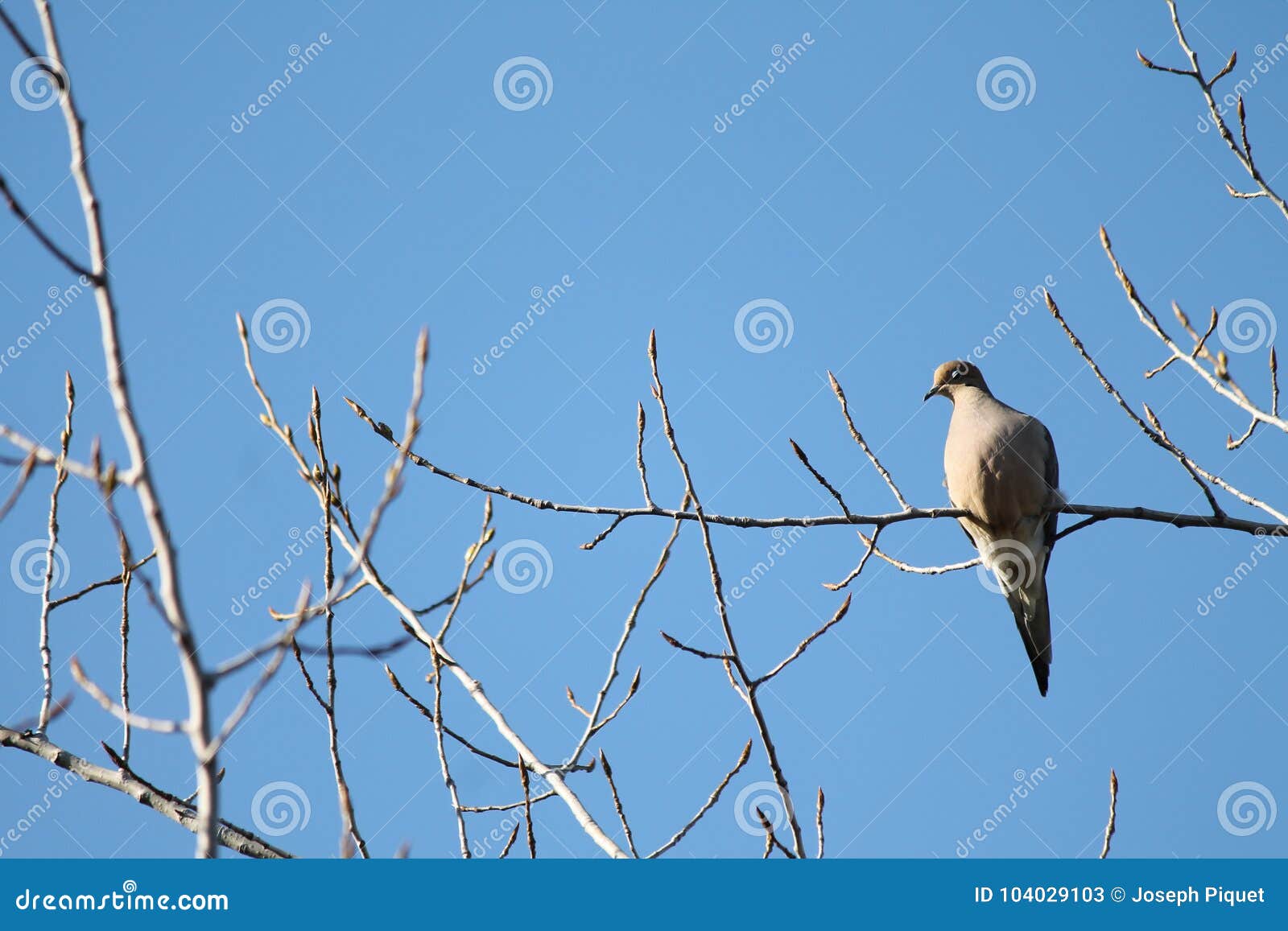 Colombe de deuil de repos image stock. Image du deuil - 104029103