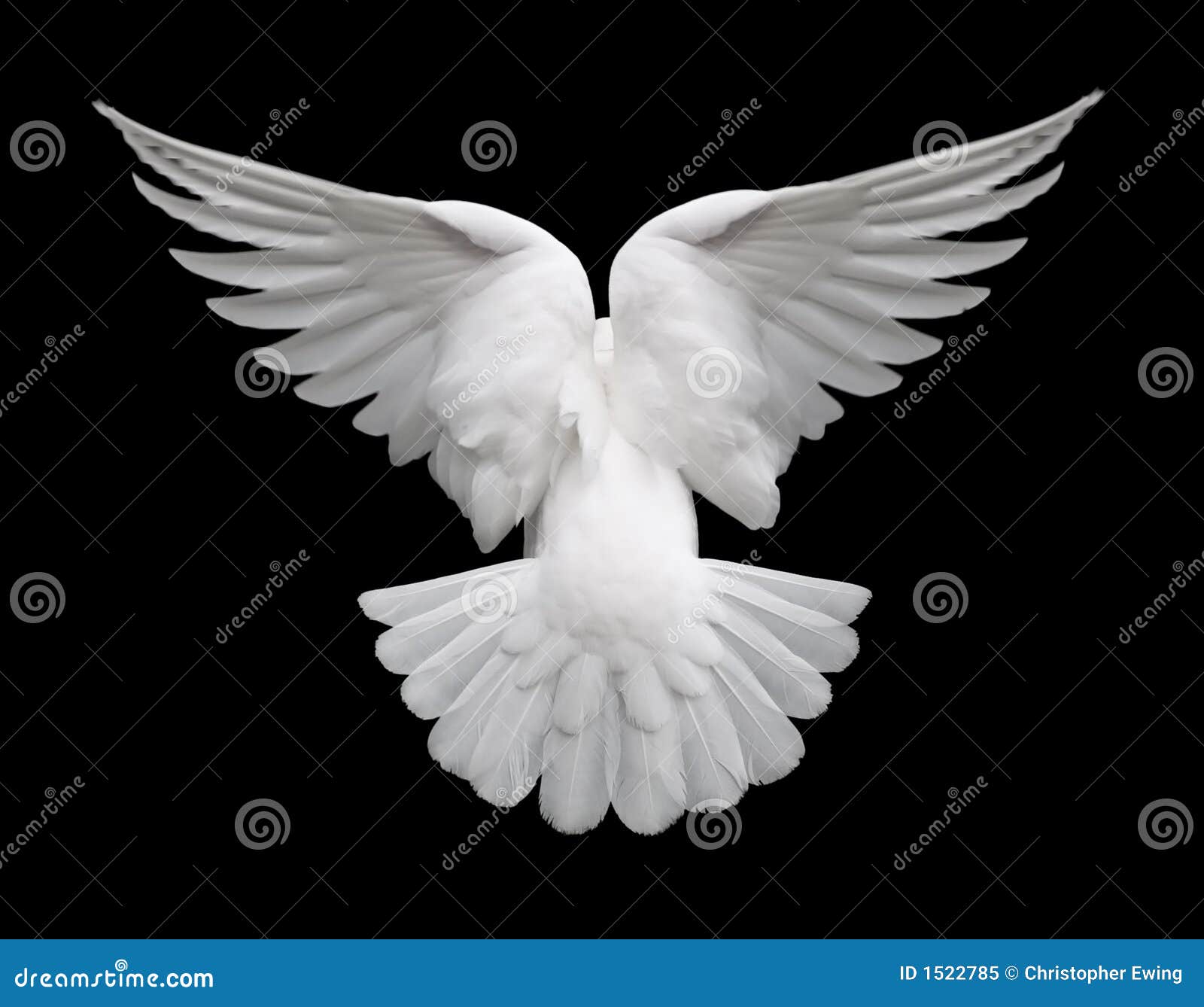 Colombe en vol 2 de blanc image stock. Image du mouche - 1522785