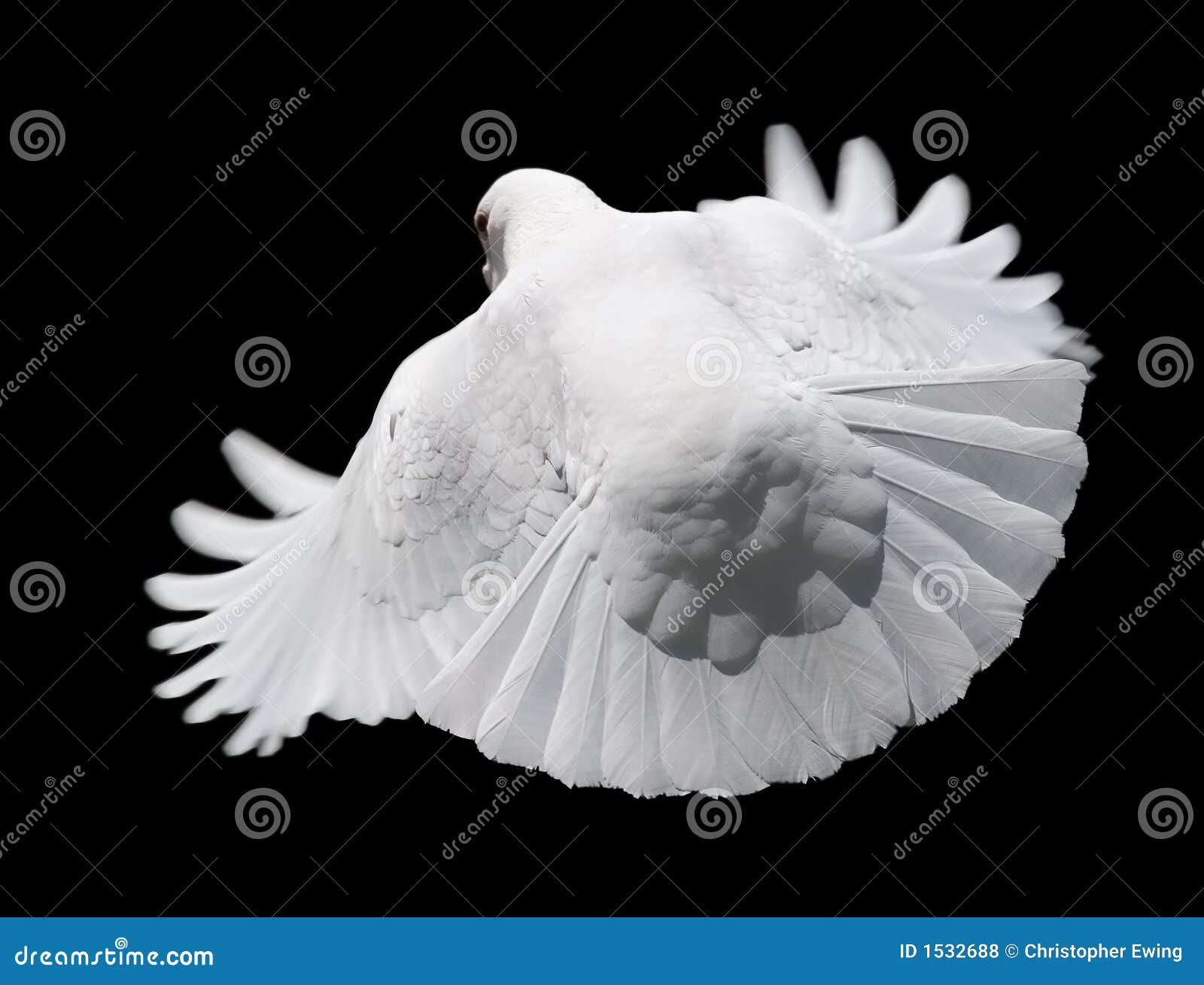 Colombe en vol 3 de blanc photo stock. Image du mouche - 1532688