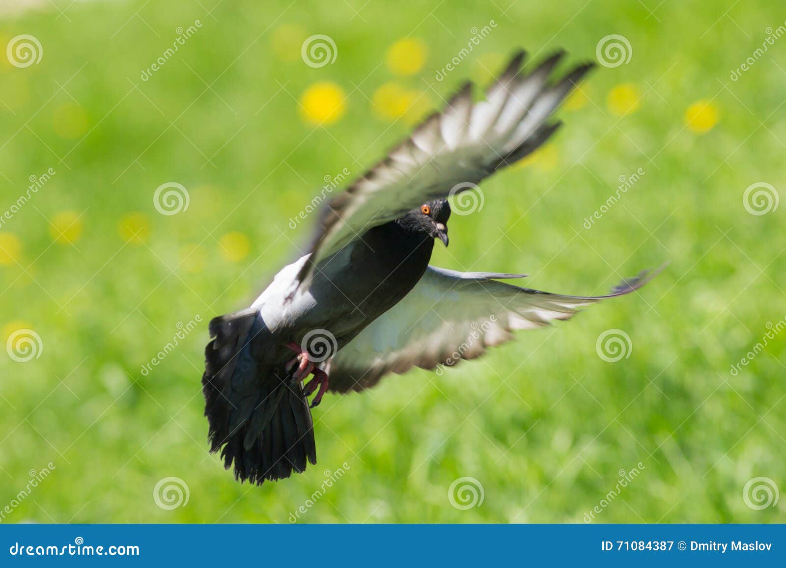 Colombe en vol image stock. Image du élégance, aile, nature - 71084387