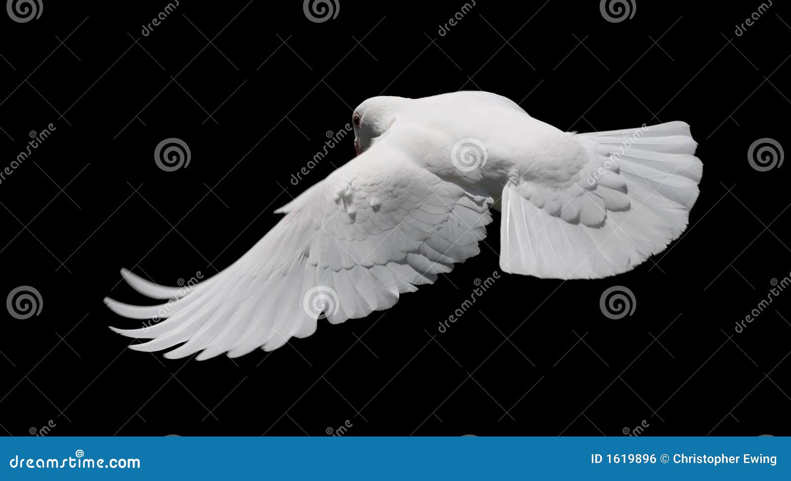 Colombe En Vol 8. De Blanc. Photo stock - Image of paix, mouche: 1619896