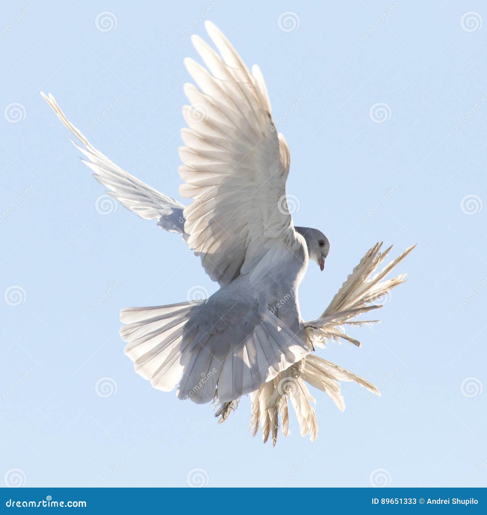 Colombe En Vol Dans Le Ciel Image stock - Image du clavette, bleu: 89651333
