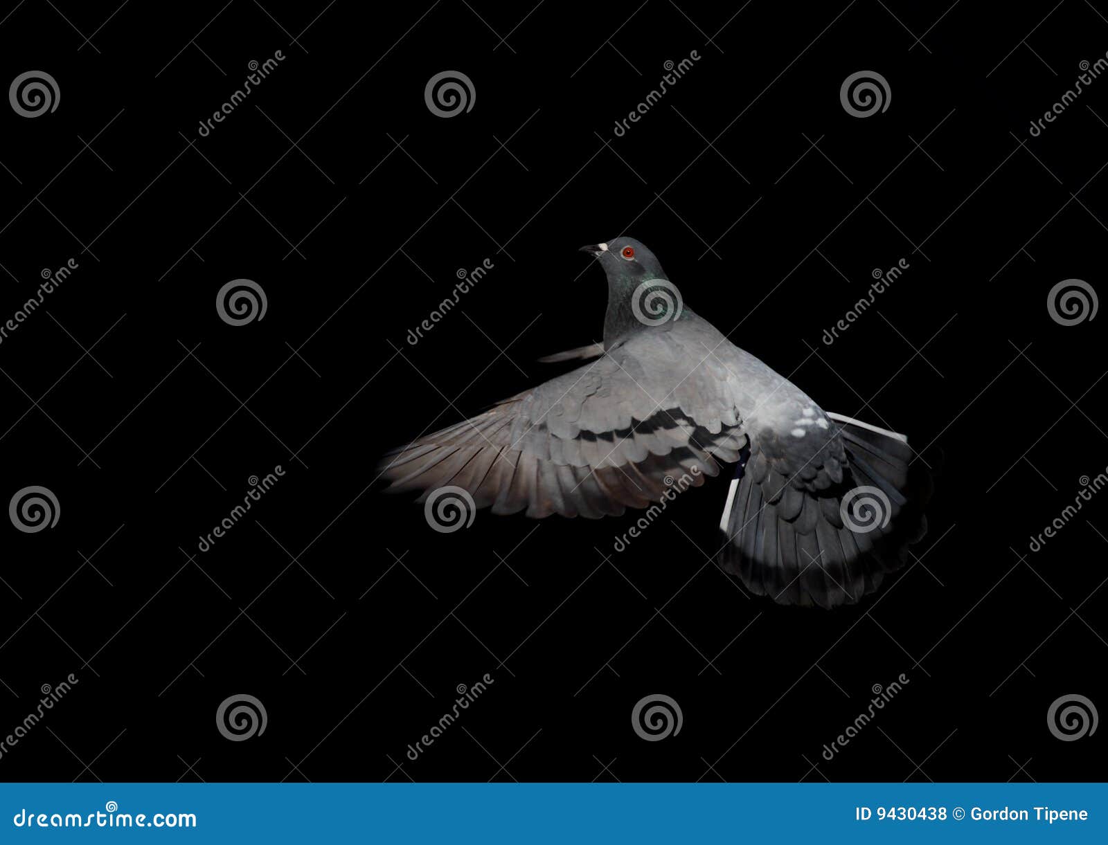 Colombe En Vol Sur Le Fond Noir Photo stock - Image du transporteur ...