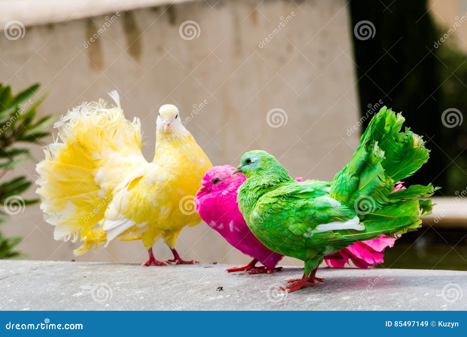 Colombes Peintes Dans Des Couleurs Multi Vibrantes Image stock ...