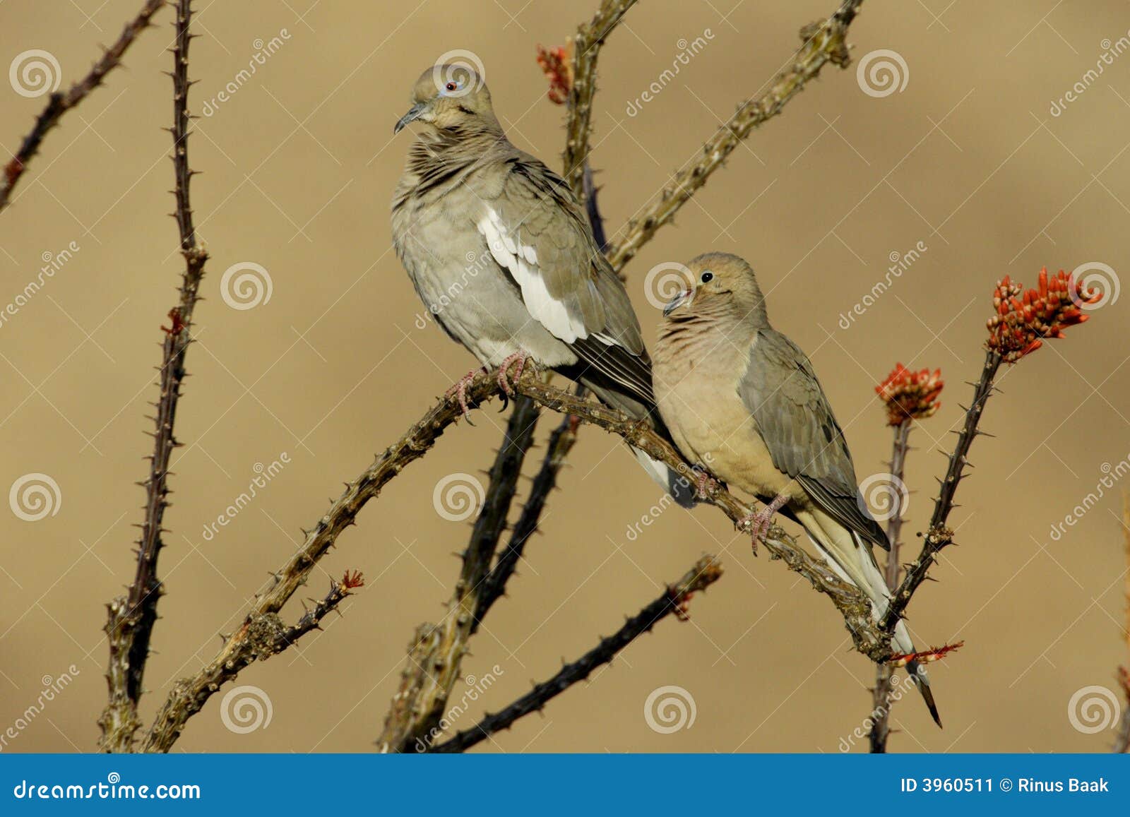 Colombes Sur Le Branchement D'Ocotillo Image stock - Image du fleurs ...