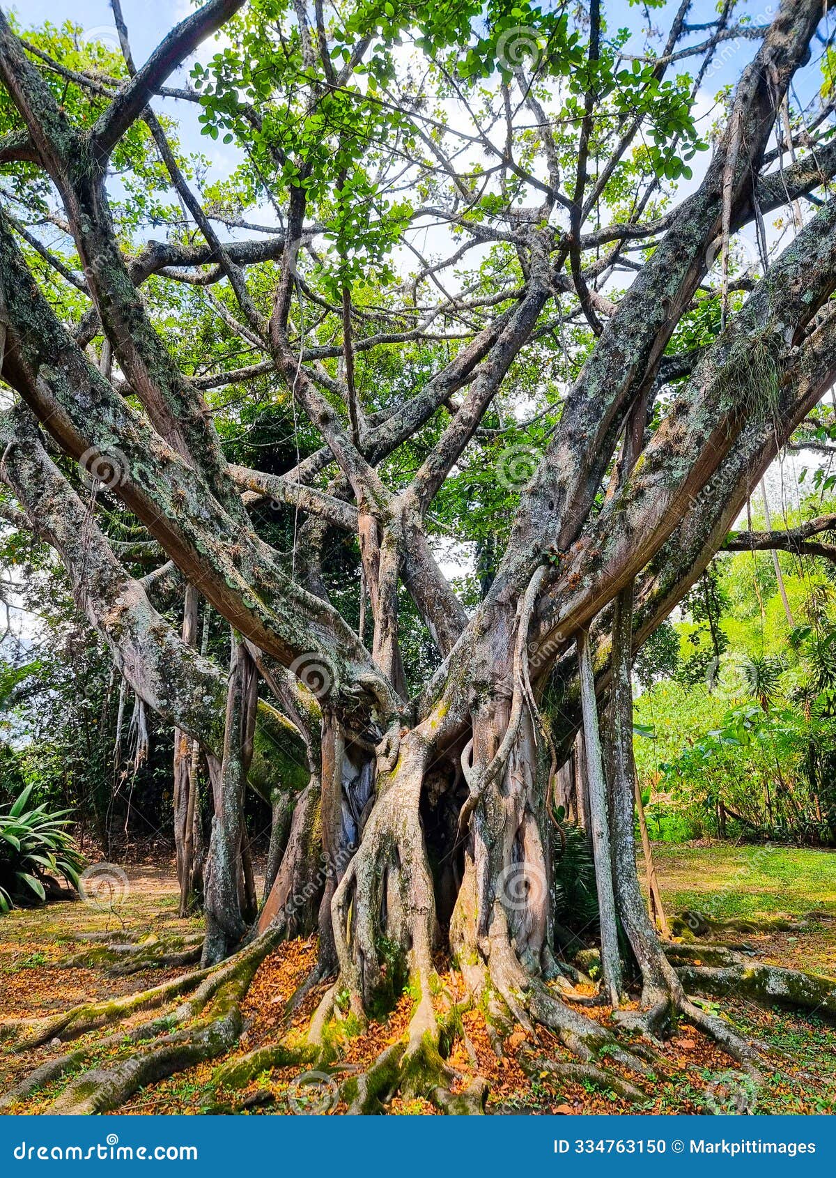 Colombia, Cali, Banyan Tree Centuries Old Stock Photography ...