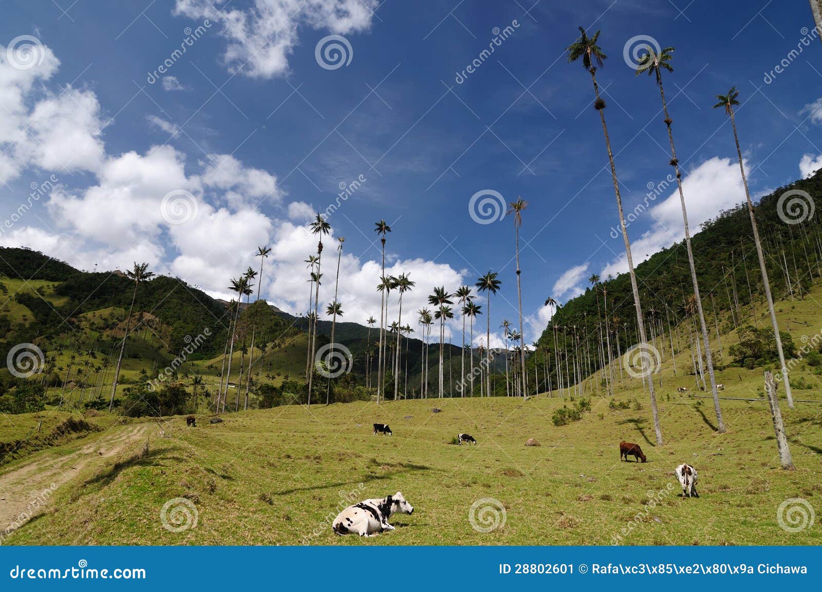 Colombia, Wax Palm Trees of Cocora Valley Stock Image - Image of park ...