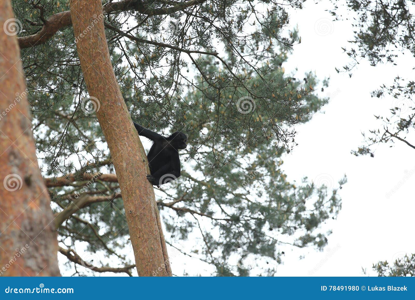 Colombian Black Spider Monkey Stock Photo - Image of colombian, animal ...