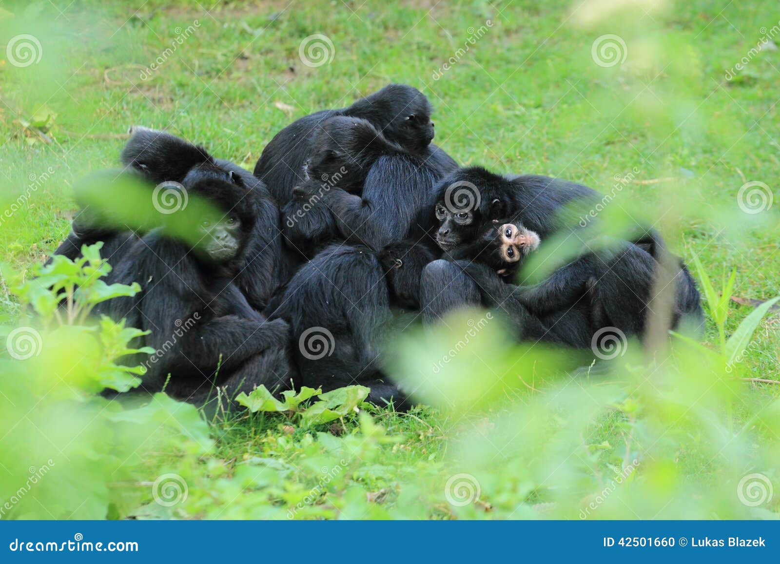 Colombian Black Spider Monkey Female With Cub Stock Image ...