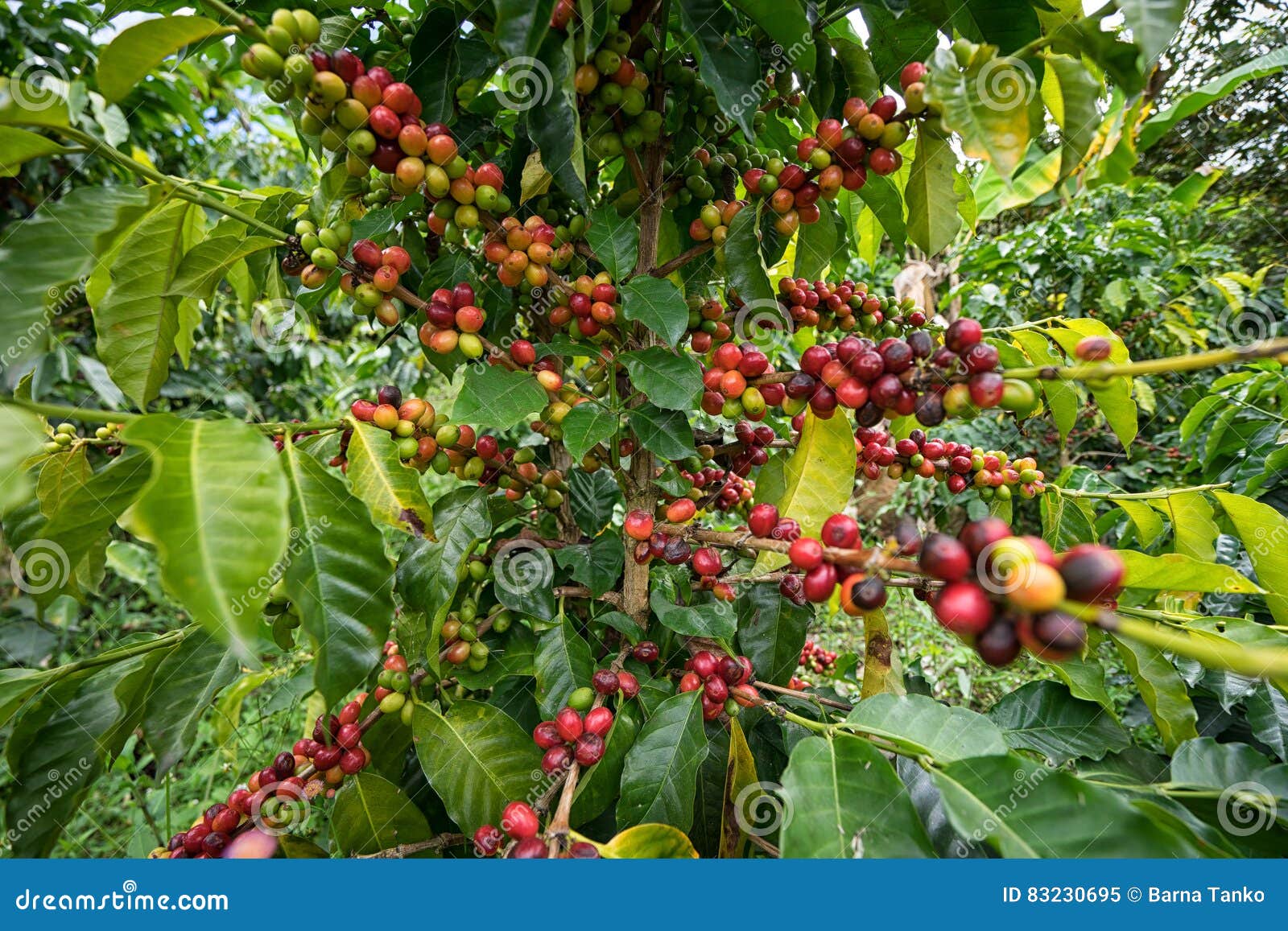 Colombian coffee bush stock image. Image of bush, ripe - 83230695