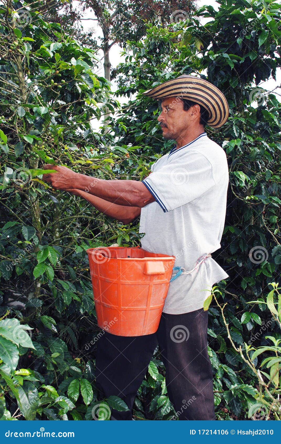 Colombian Coffee Farmer Picking Editorial Photo - Image of crop, belt ...