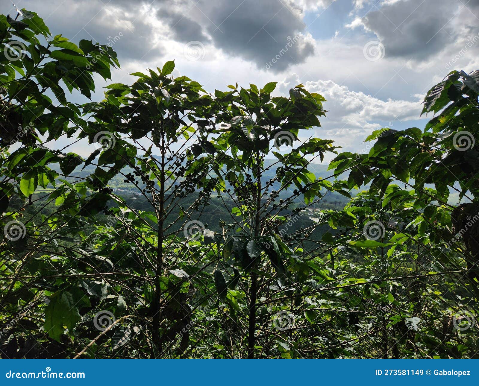 Colombian Coffee trees stock image. Image of leaf, jungle - 273581149