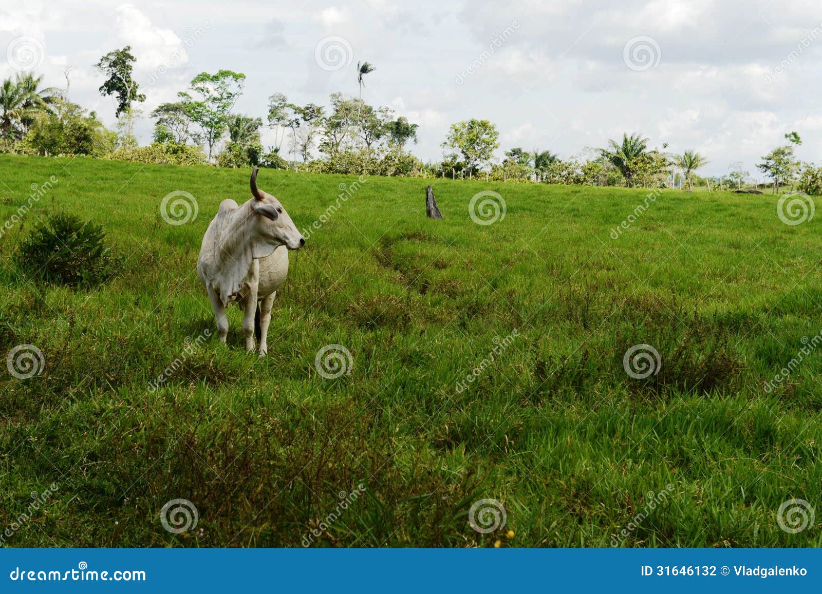 Colombian cow stock photo. Image of pasture, cattle, field - 31646132