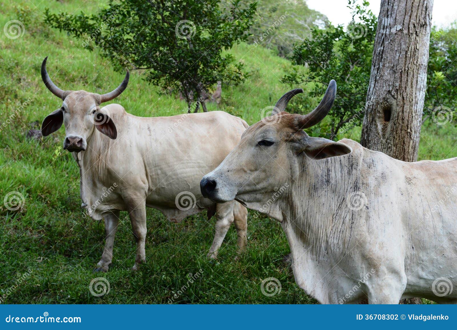 Colombian cow stock photo. Image of america, colombia - 36708302