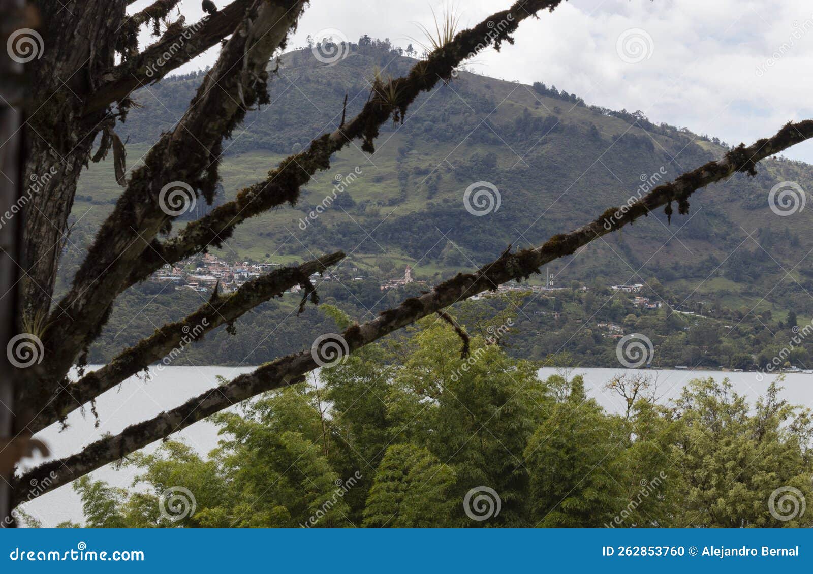 Colombian Gachala Town Viewed through an Old Tree Branches with Andean ...