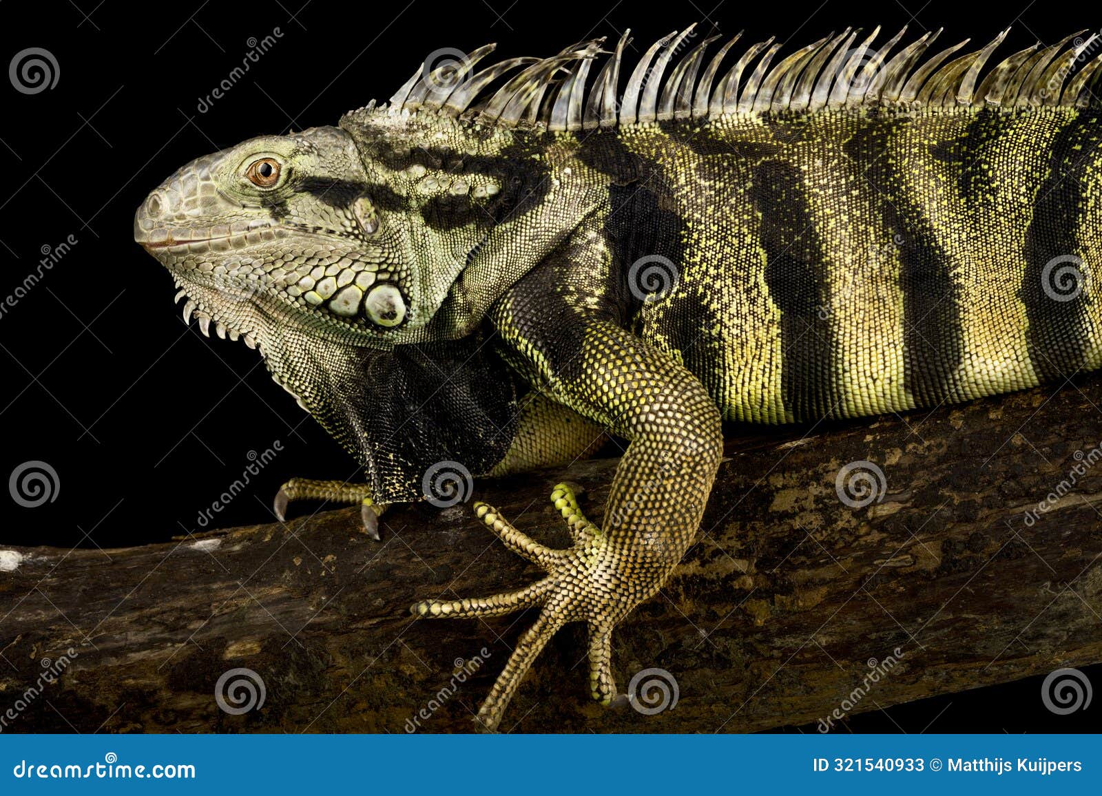 Colombian Green Iguana (Iguana Iguana) Stock Image - Image of colombian ...