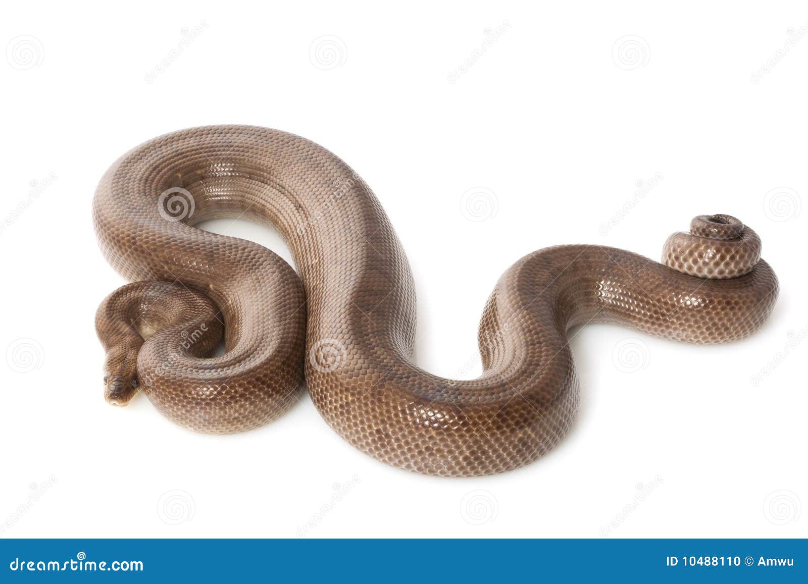 Colombian Rainbow Boa / Epicrates Maurus Stock Photo | CartoonDealer ...