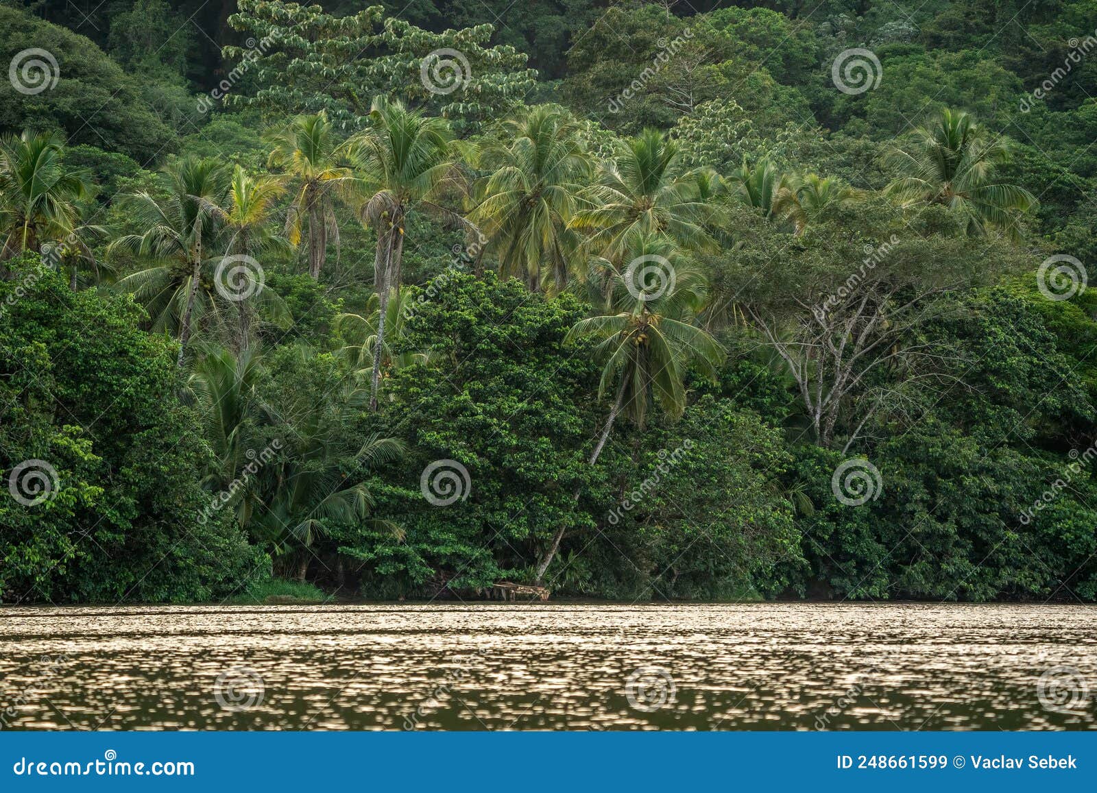 Colombian rainforest stock image. Image of jungle, nicaragua - 248661599