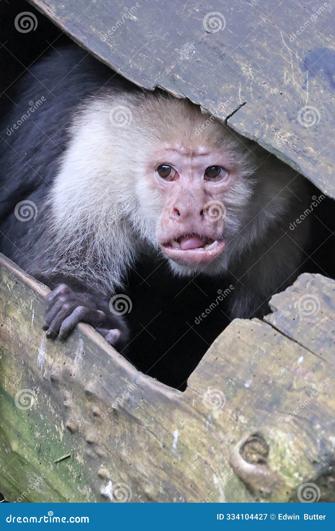 The Colombian White-faced Capuchin (Cebus Capucinus) Stock Image ...